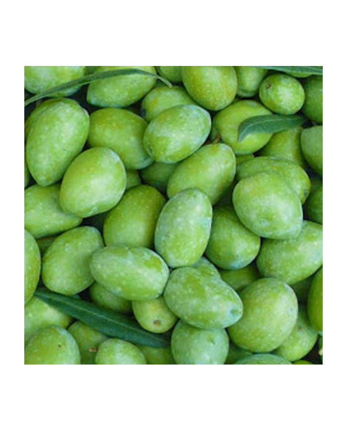 Olive Verdi da Mensa - Azienda Agricola Alfano Marina